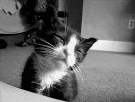 Nodding Cat GIFs - Find & Share on GIPHY