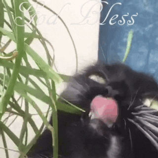 Cat Loop GIF by Chris - Find & Share on GIPHY