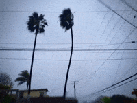 Swaying Trees Gif
