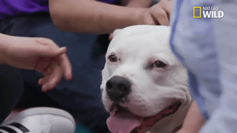 American Bulldog GIFs - Get the best GIF on GIPHY