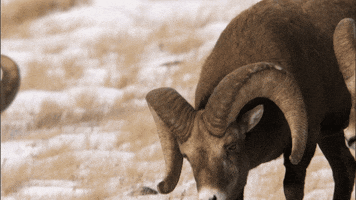 When Nature Calls GIFs on GIPHY - Be Animated