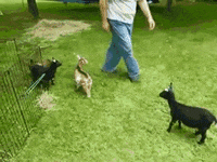 Fainting Goat Gif