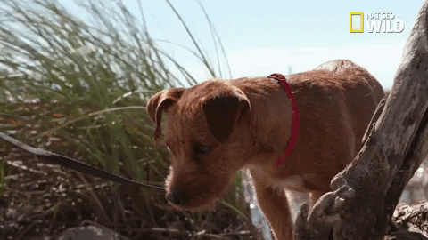 Pupparazzi Puppy Potty Face GIF by Nat Geo Wild - Find & Share on GIPHY
