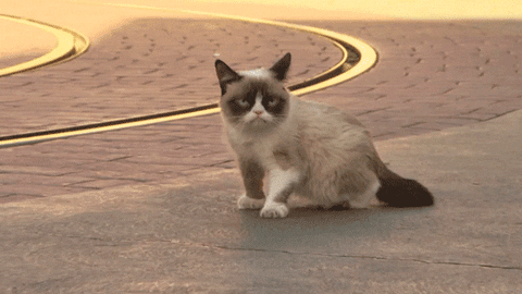 /b/ - ITS CATURDAY! - Random | Cats, Grumpy cat, Cat memes