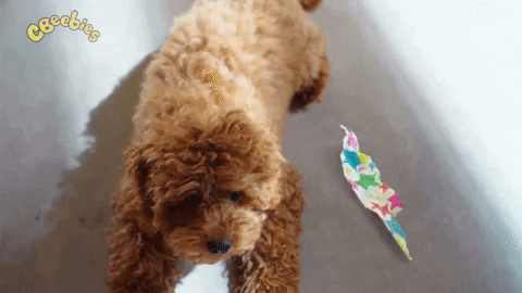 Fluffy Pal GIFs - Get the best GIF on GIPHY