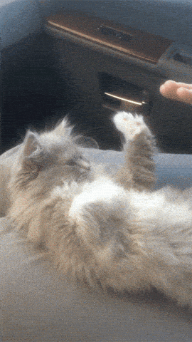 Fluffy Cat GIFs - Get the best GIF on GIPHY