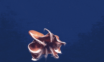 Octopus GIFs - Find & Share on GIPHY