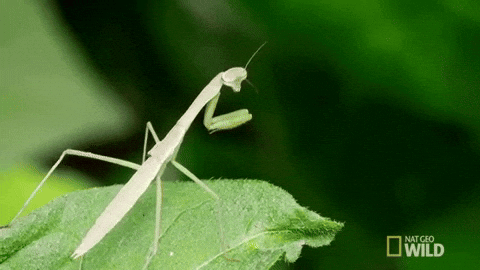 National Geographic What GIF by Nat Geo Wild - Find & Share on GIPHY