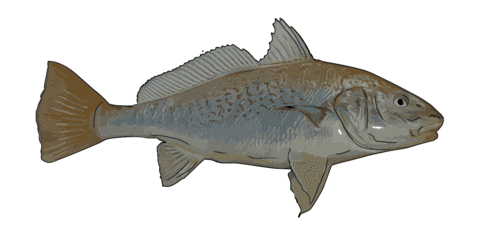 Trout Snapper Sticker by Put Me Outside for iOS & Android | GIPHY