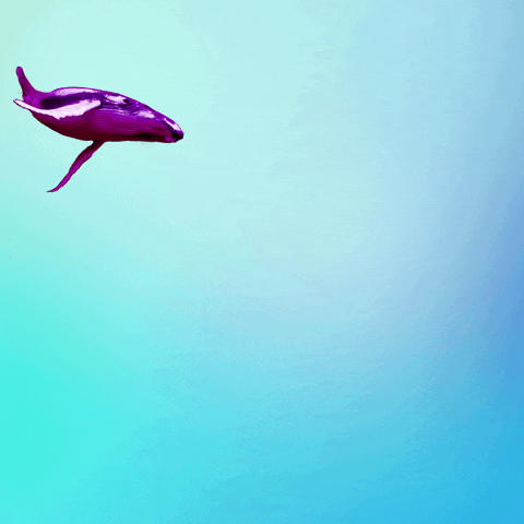 Whale-fart GIFs - Get the best GIF on GIPHY