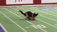 Kitten Bowl Gif