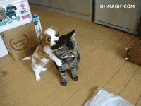 Cute Cat Hug Gif