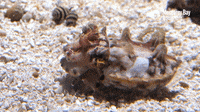 Flamboyant Cuttlefish Gif