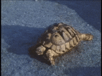 Slow Turtle Gif