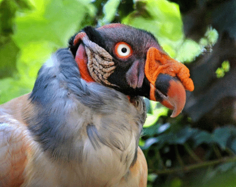 King Vulture GIFs - Get the best GIF on GIPHY