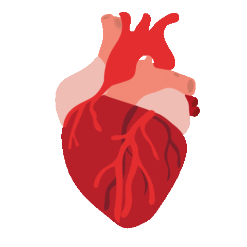 Hart Anatomy Sticker by MCL for iOS & Android | GIPHY