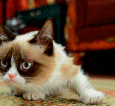Grumpy Cat GIFs - Find & Share on GIPHY