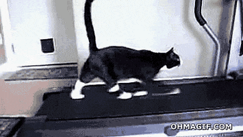 Cat Working Out GIFs - Find & Share on GIPHY