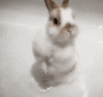 Bunny Bath GIFs - Get the best GIF on GIPHY