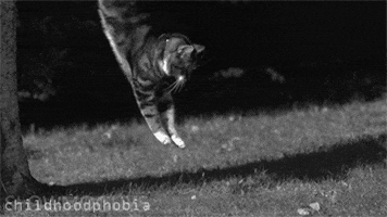Cats Always Land On Their Feet GIFs - Find & Share on GIPHY