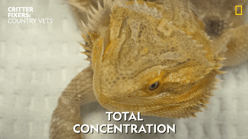 Wild-lizard GIFs - Get the best GIF on GIPHY