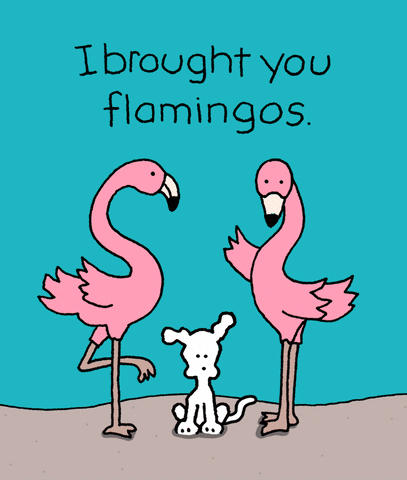 Flamingos GIFs - Get the best GIF on GIPHY
