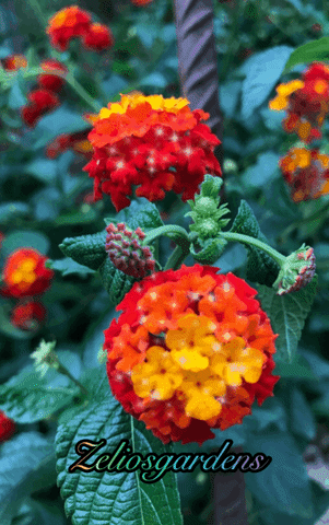 ZGBG - Zelios Gi Botanical Garden GIFs on GIPHY - Be Animated