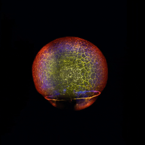 Zebrafish-embryo GIFs - Get the best GIF on GIPHY