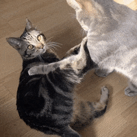 Attack Hug Gif
