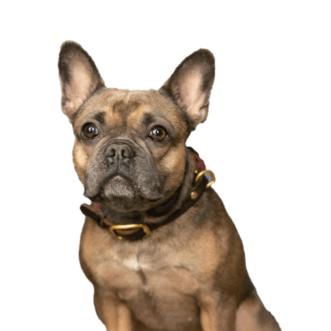 Hunde GIFs on GIPHY - Be Animated