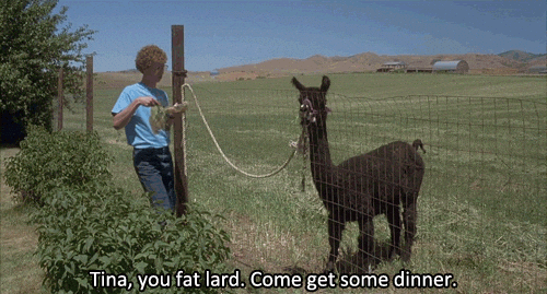 Fat-lard GIFs - Get the best GIF on GIPHY