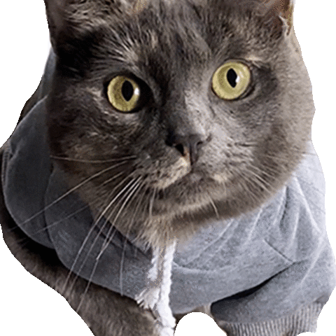 Cool Cat GIF by Smitten Kitten - Find & Share on GIPHY