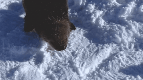 SeaWorld GIF - Find & Share on GIPHY