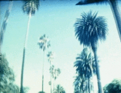 Palm Trees GIFs - Find & Share on GIPHY