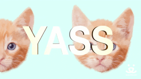 Yaaas Cat Gif