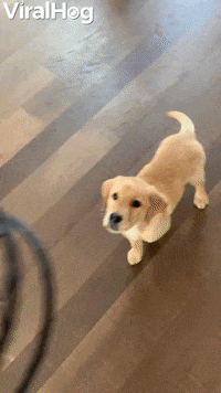 Jumping Puppy Gif