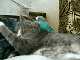 Cat Wake Up GIFs - Find & Share on GIPHY