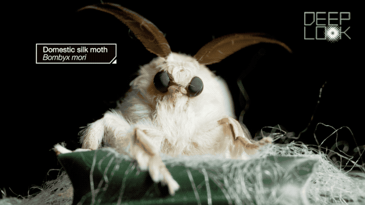 Silk Moth GIFs - Get the best GIF on GIPHY