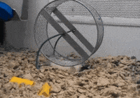 Mouse Running Wheel Gif