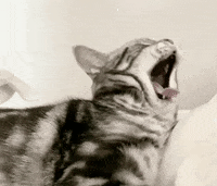 Cat Yawning Gif