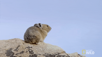 National Geographic Pika GIF by Nat Geo Wild - Find & Share on GIPHY