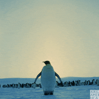 Penguin Gif