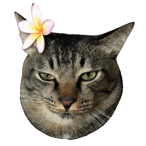 Transparent Cat Face