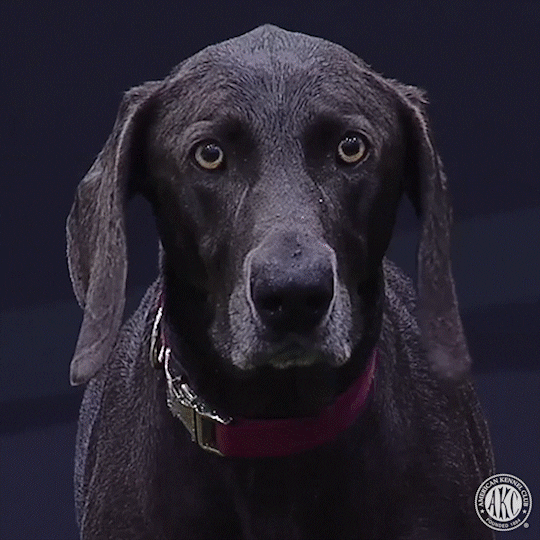 2022 AKC Diving Dogs Premier Cup by American Kennel Club | GIPHY