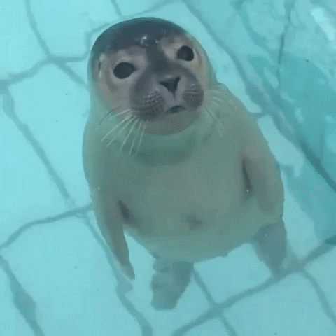 Harp Seal Gif