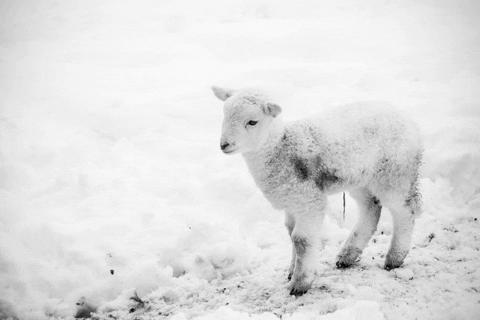 Kindness Lamb GIF by Mercy For Animals - Find & Share on GIPHY