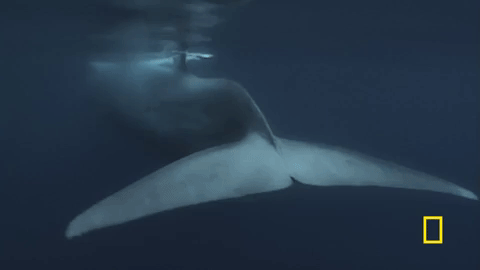 Whale GIF by National Geographic Channel - Find & Share on GIPHY