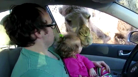 Head-lick GIFs - Get the best GIF on GIPHY