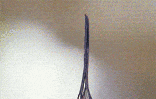 The Little Rascals 1994 GIFs - Get the best GIF on GIPHY