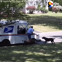 Postal Worker Dog GIF by The Dodo - Find & Share on GIPHY